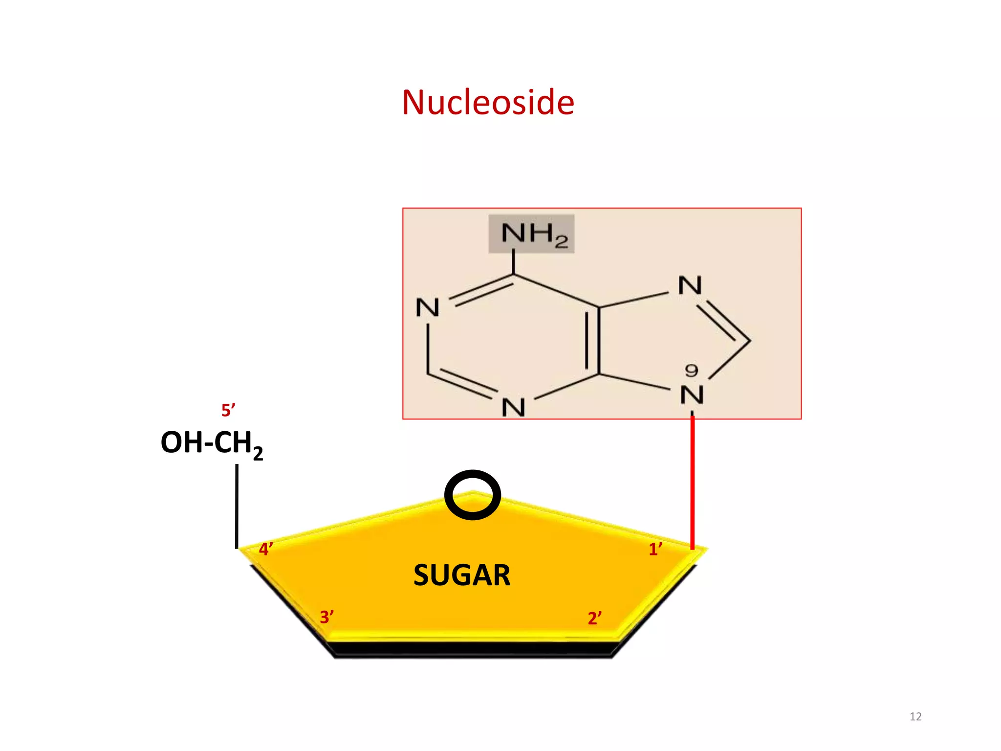 NUCLEIC ACID CHEMISTRY | PPTX