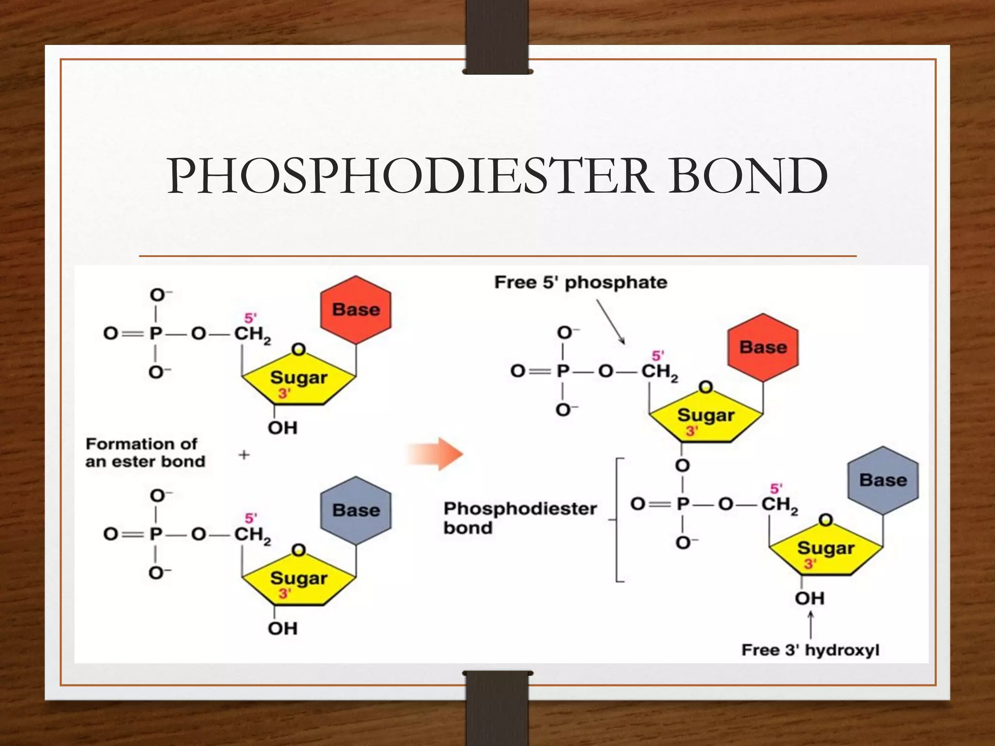 Nucleic acid chemistry | PPT