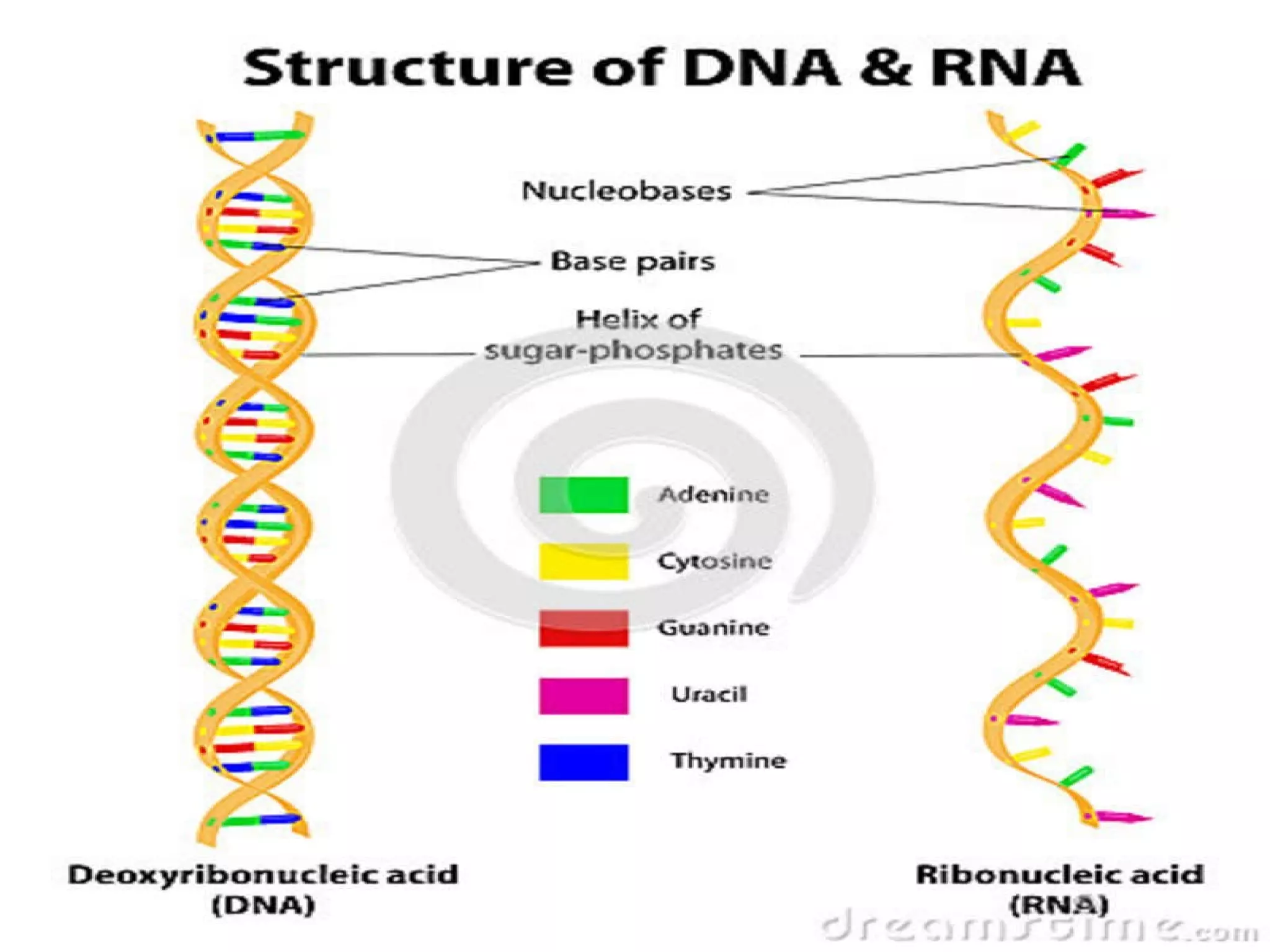 Nucleic acid chemistry | PPT