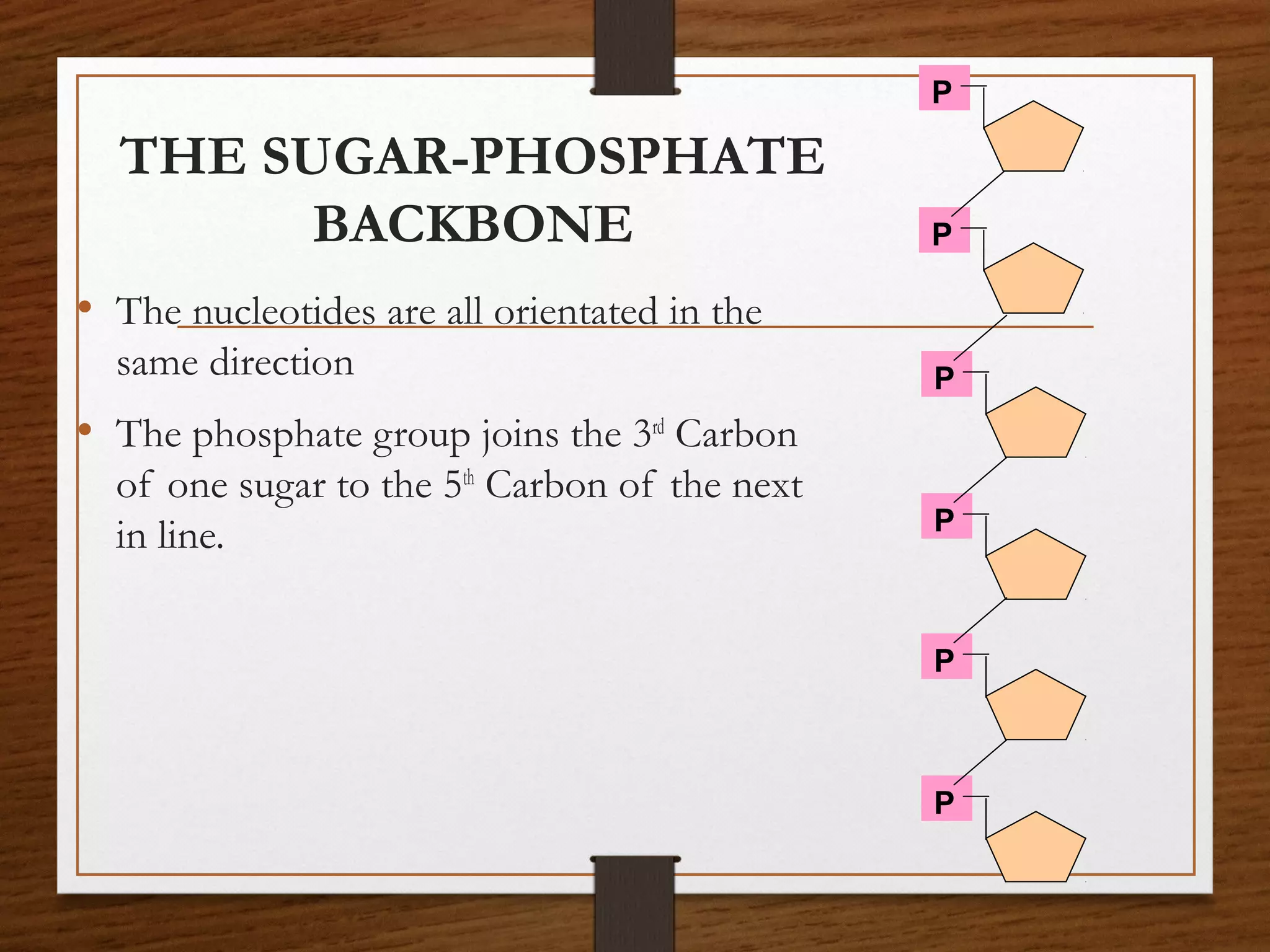 Nucleic acid chemistry | PPT