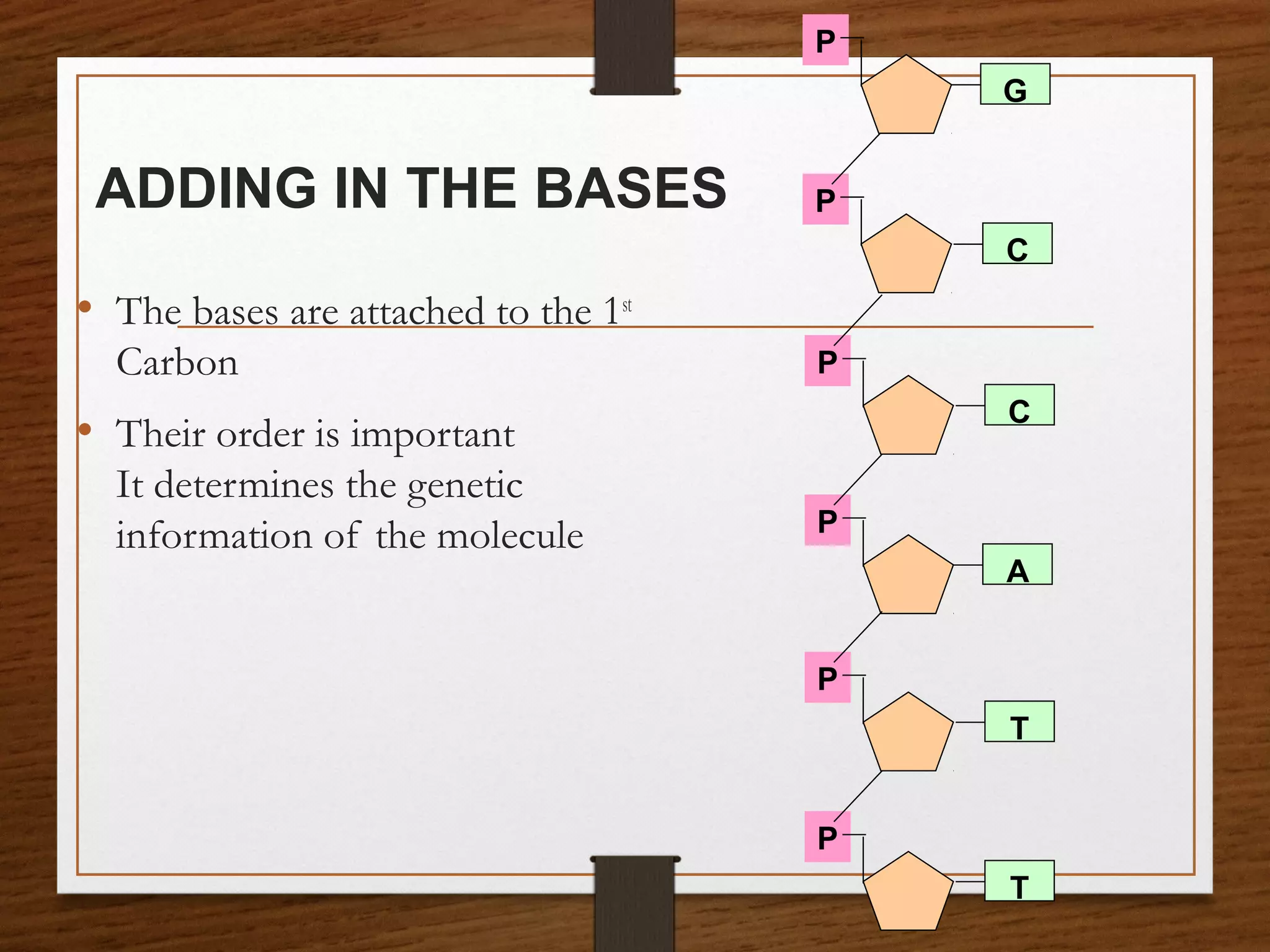 Nucleic acid chemistry | PPT