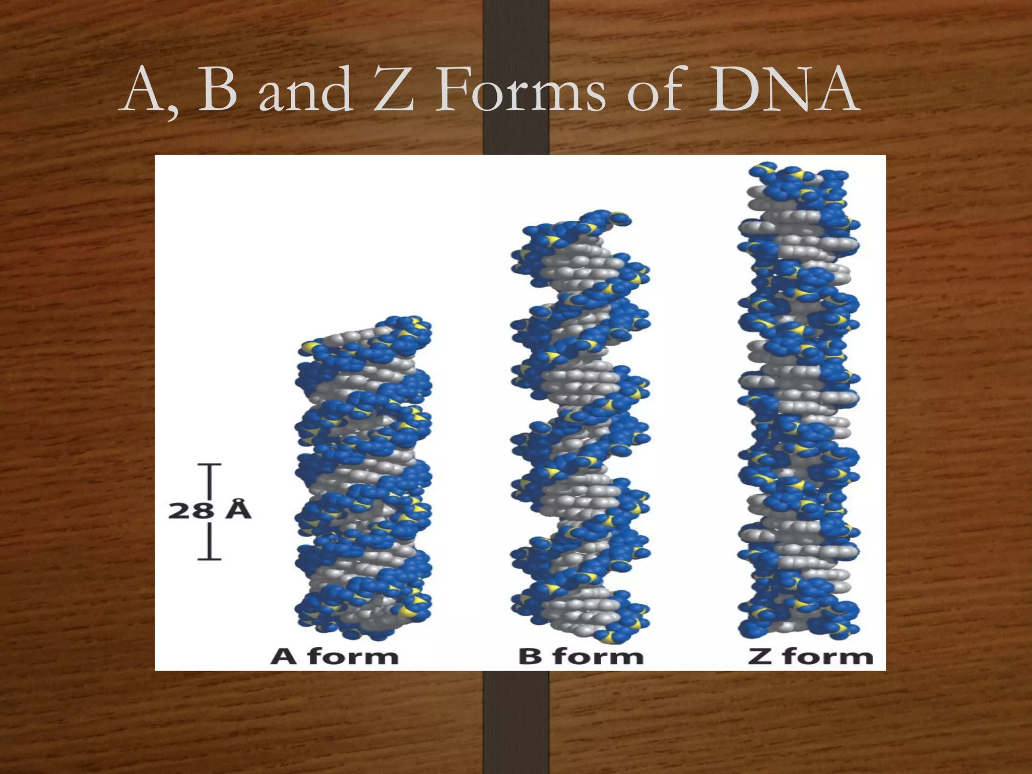 Nucleic acid chemistry | PPT