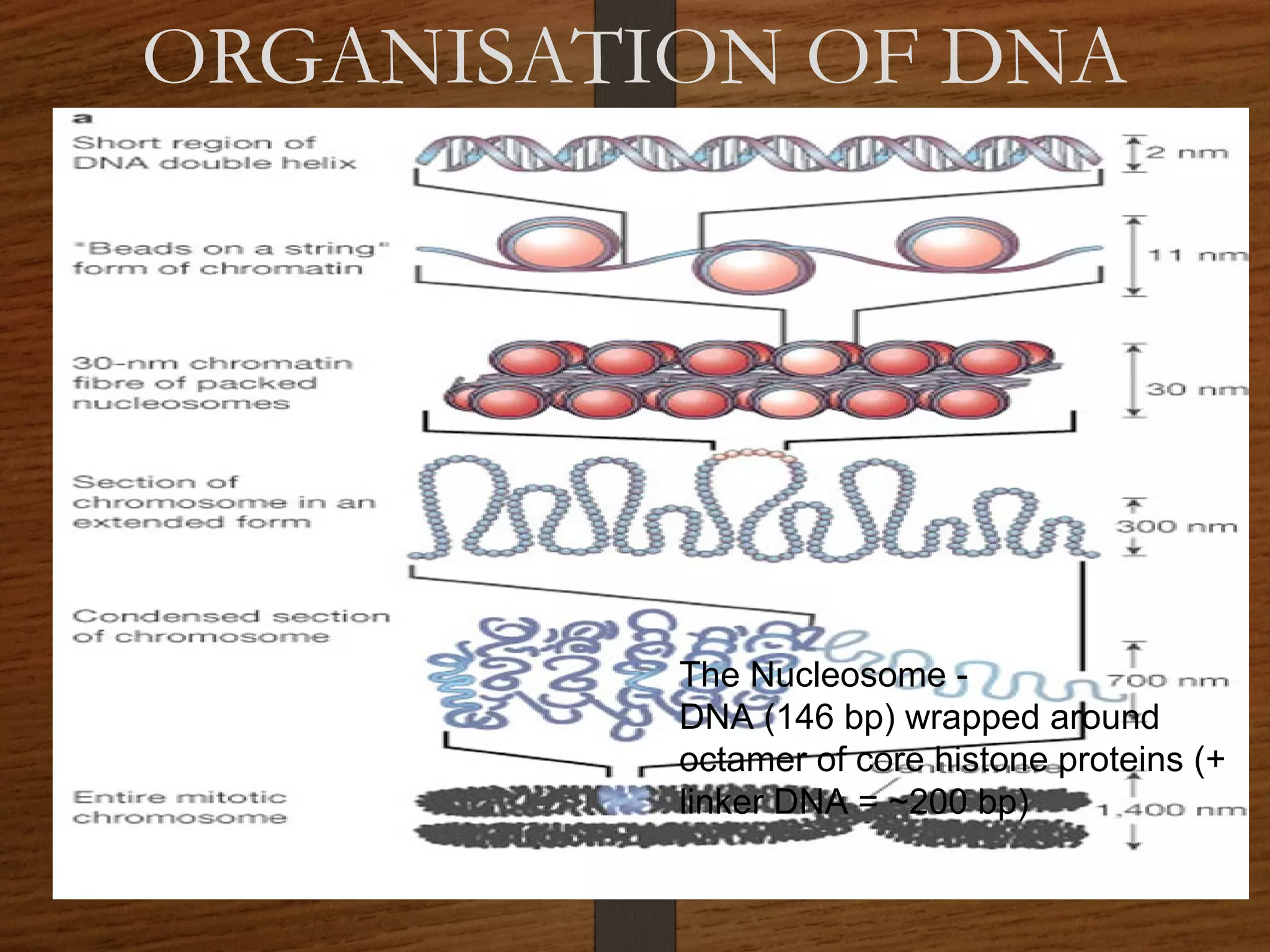 Nucleic acid chemistry | PPT