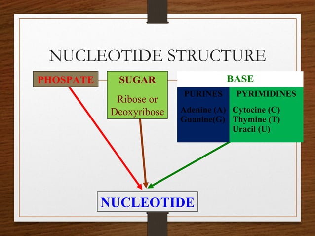 Nucleic acid chemistry | PPT | Chemistry | Science