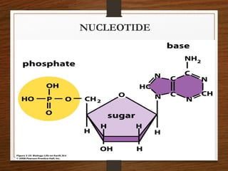 Nucleic acid chemistry | PPT