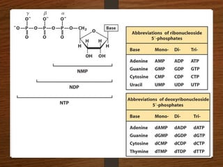 Nucleic acid chemistry | PPT