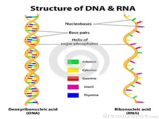 Nucleic acid chemistry | PPT