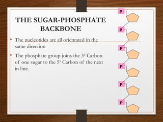 Nucleic acid chemistry | PPT