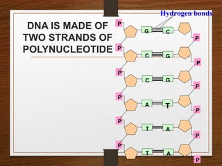 Nucleic acid chemistry | PPT