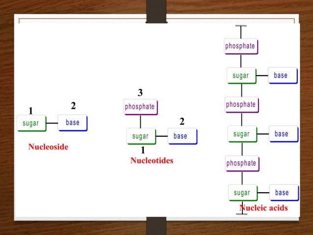 Nucleic acid chemistry | PPT | Chemistry | Science