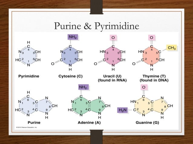 Nucleic acid chemistry | PPT | Chemistry | Science