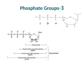 Nucleic Acid types, chemistry and structure | PPT