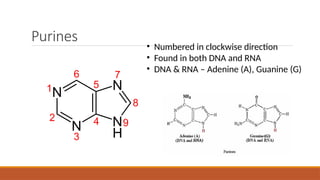 Nuceloside, Nucleotide and Nucleic Acid Chemistry | PPTX
