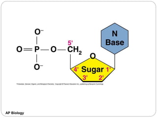 Nucleic Acid Chemistry session one-1.ppt