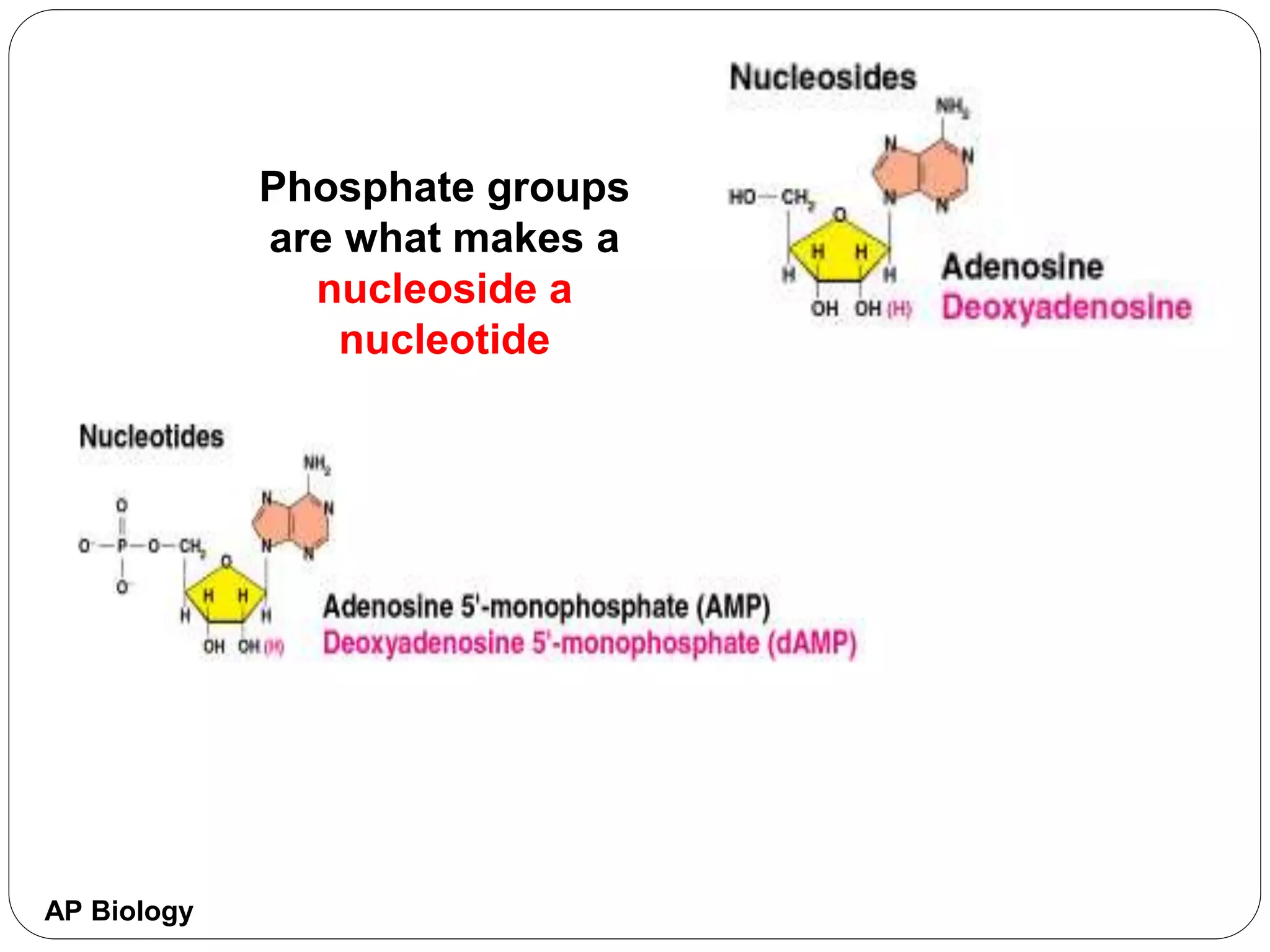 Nucleic Acid Chemistry session one.ppt