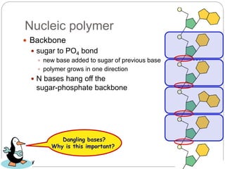 Nucleic Acid Chemistry session one.ppt