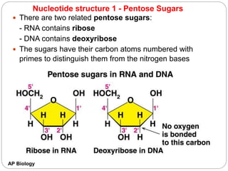 Nucleic Acid Chemistry session one.ppt