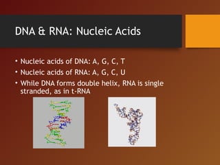 Nucleic acid database | PPT