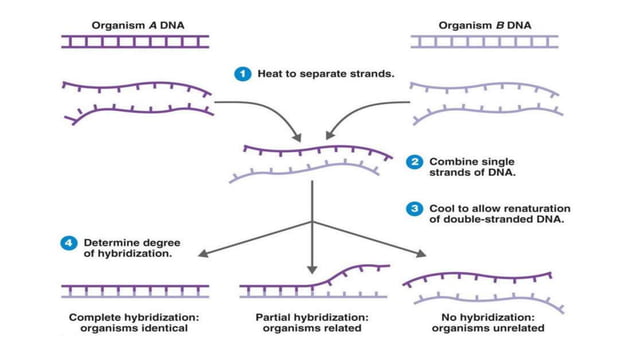 Nucleic acid disease diagnosis of fish | PPTX | Chemistry | Science