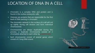 Nucleic acid dna | PPT