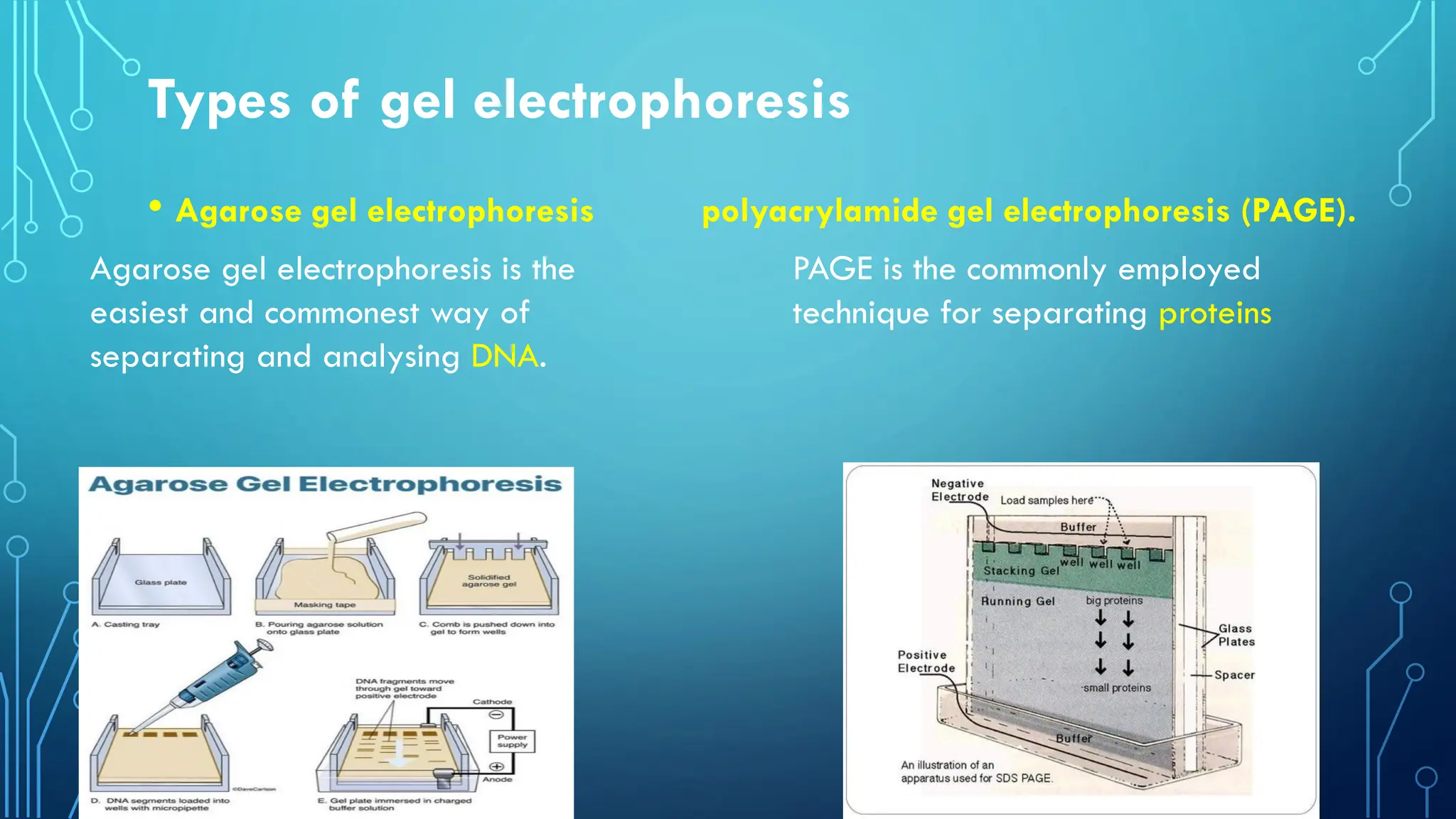 nucleic acid electrophoresis molecular biology.pdf