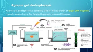nucleic acid electrophoresis molecular biology.pdf