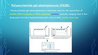 nucleic acid electrophoresis molecular biology.pdf