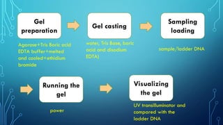 nucleic acid electrophoresis molecular biology.pdf