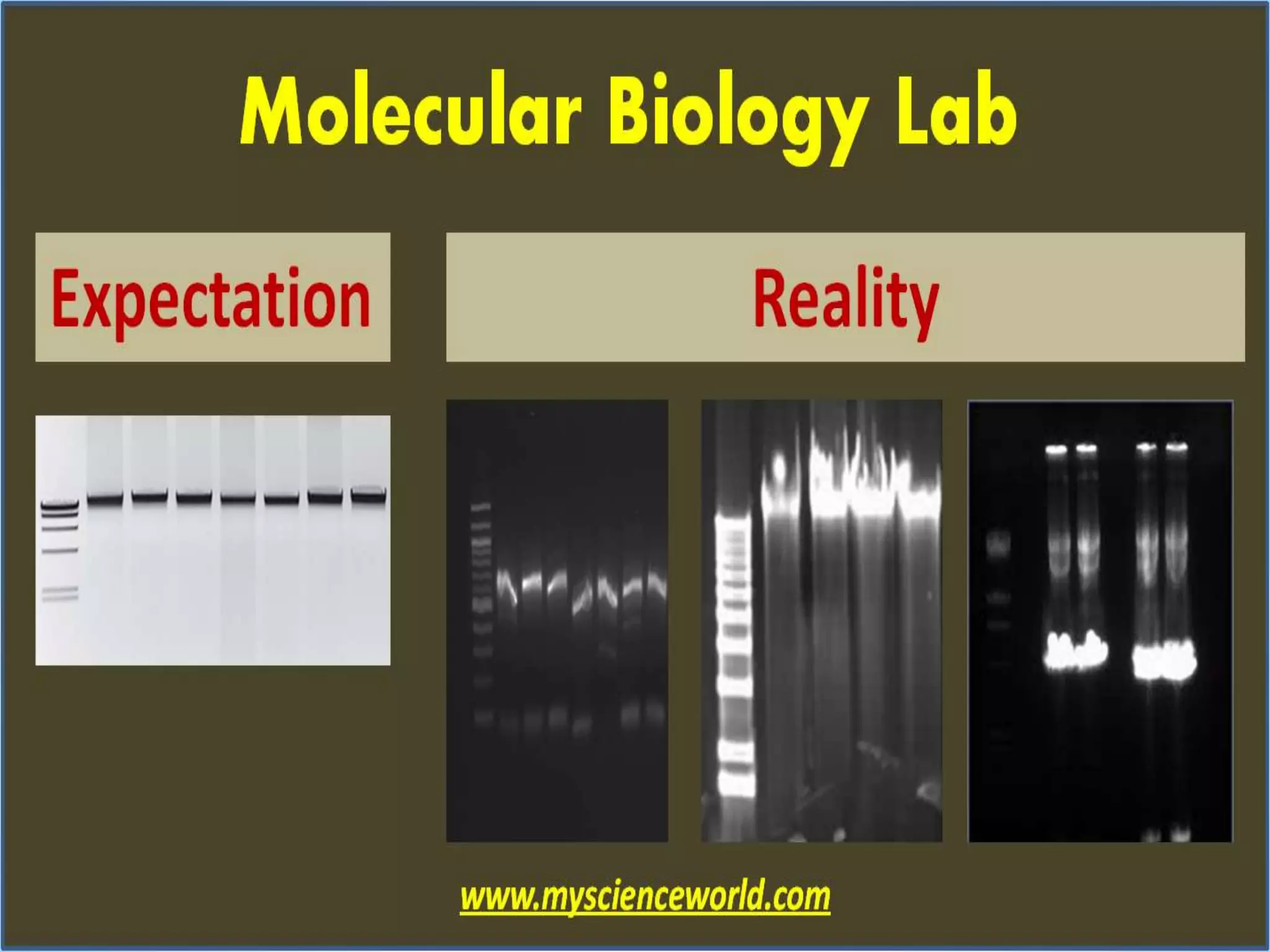 Nucleic acid extraction.pptx