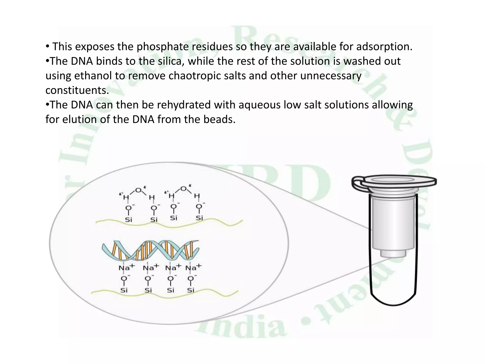 Nucleic acid extraction 2 | PPTX