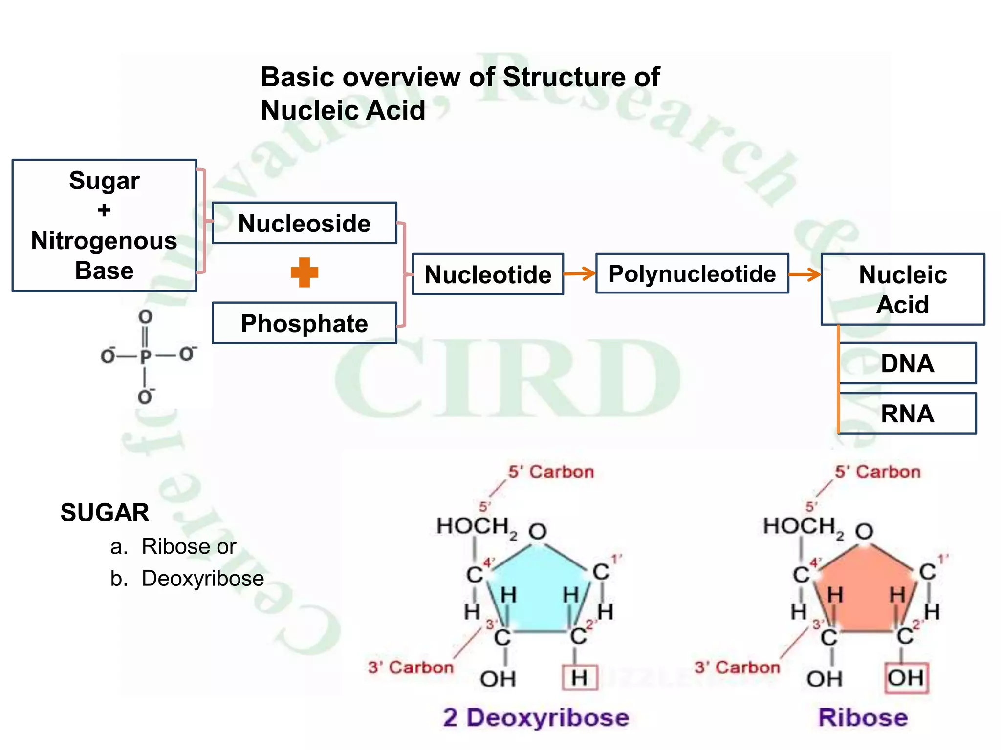 Nucleic acid extraction 2 | PPTX