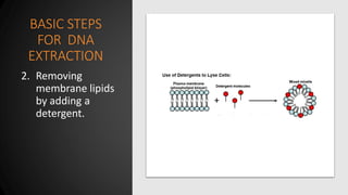 Nucleic acid extraction himanshu | PPTX
