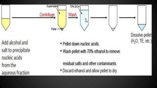 Nucleic acid extraction himanshu | PPTX