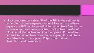 Comprehensive Overview of Nucleic Acids: Structure, Types, and ...