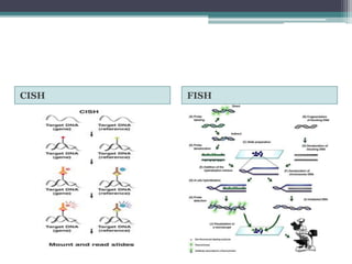Nucleic acid hybridization | PPTX
