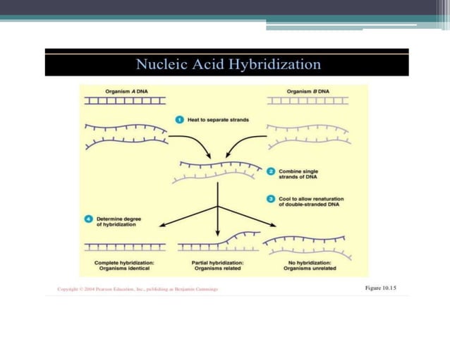Nucleic acid hybridization | PPTX | Chemistry | Science