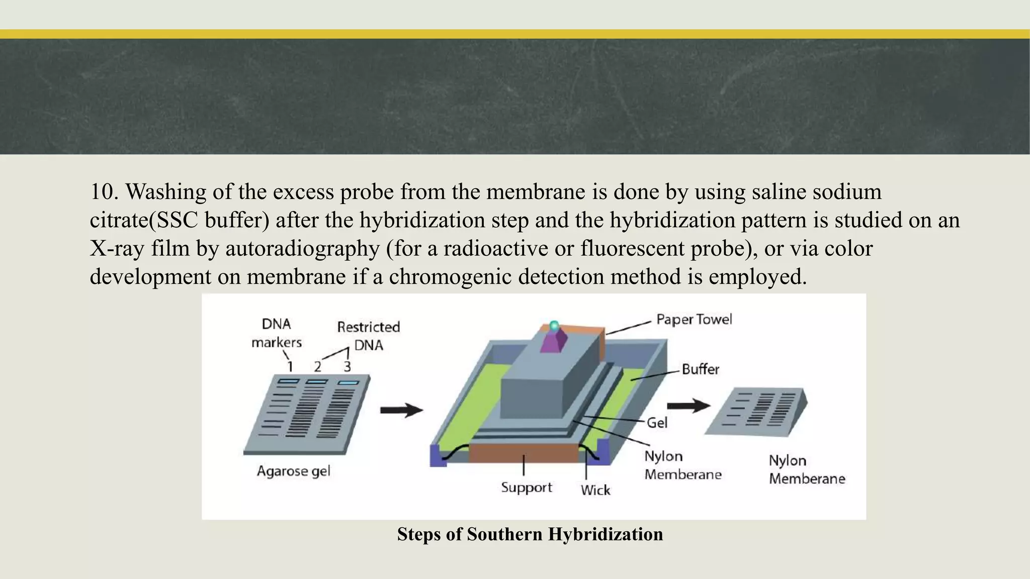 Nucleic acid hybridization | PPTX