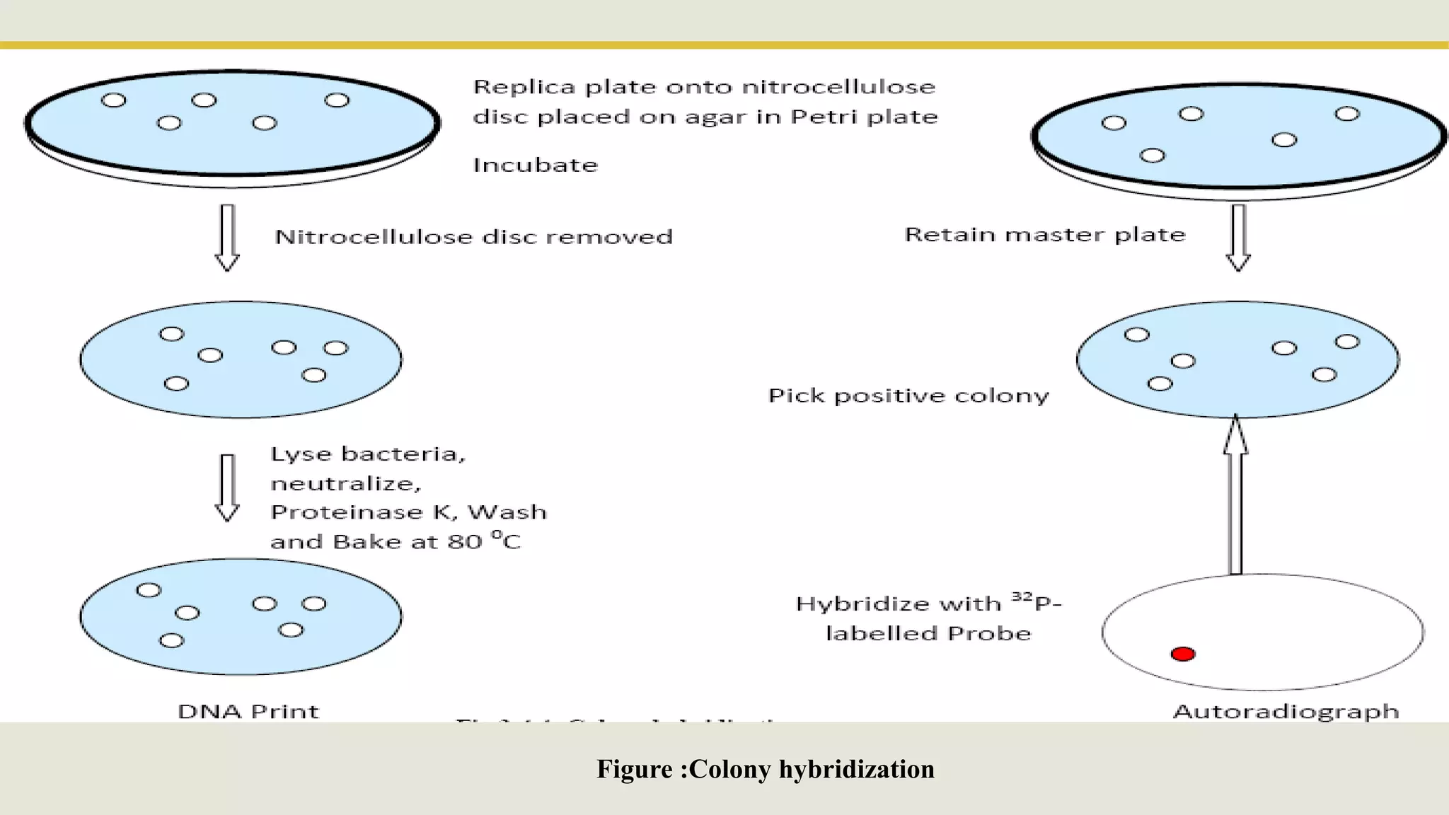 Nucleic acid hybridization | PPTX