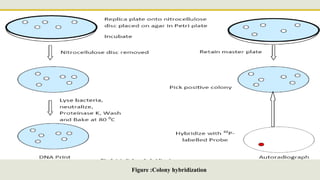 Nucleic acid hybridization | PPTX