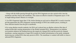 Nucleic acid hybridization | PPTX