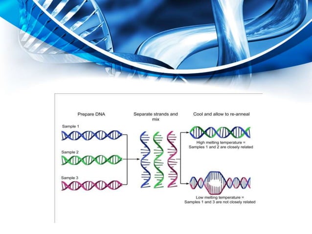 Nucleic acid hybridization