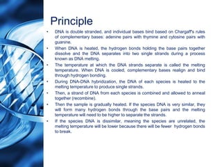 Nucleic Acid Hybridization Animation