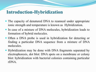 Nucleic Acid Hybridization.pptx