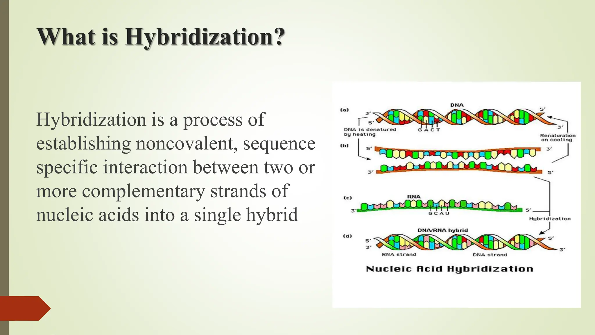 Nucleic Acid Hybridization, Nucleic Acid.pptx