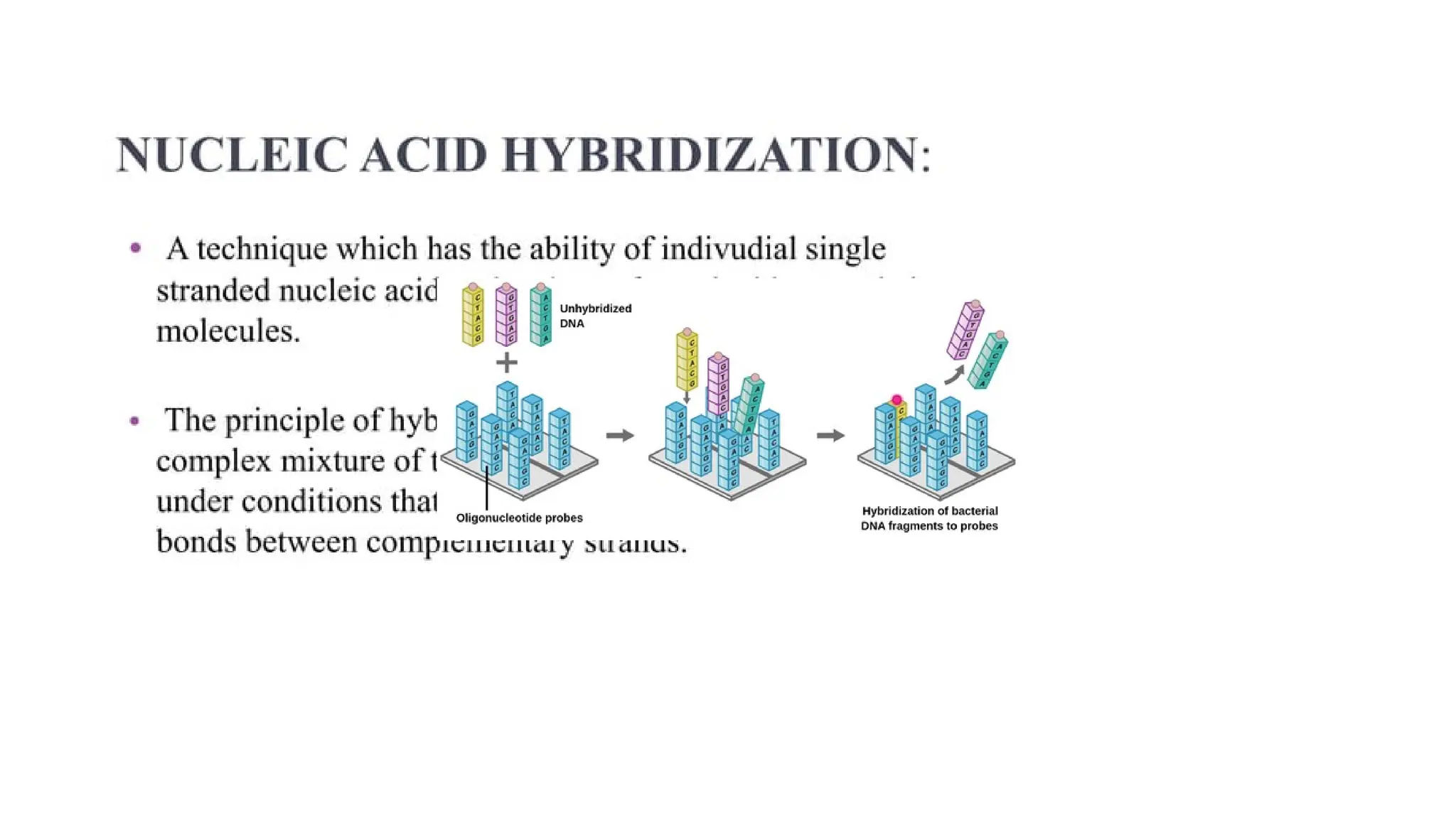 NUCLEIC ACID HYBRIDIZATION,types of hybridization | PPTX
