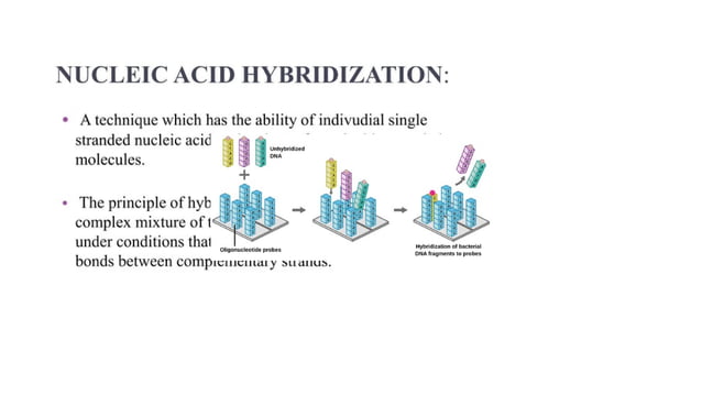NUCLEIC ACID HYBRIDIZATION,types of hybridization | PPTX