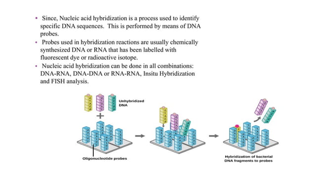 NUCLEIC ACID HYBRIDIZATION,types of hybridization | PPTX