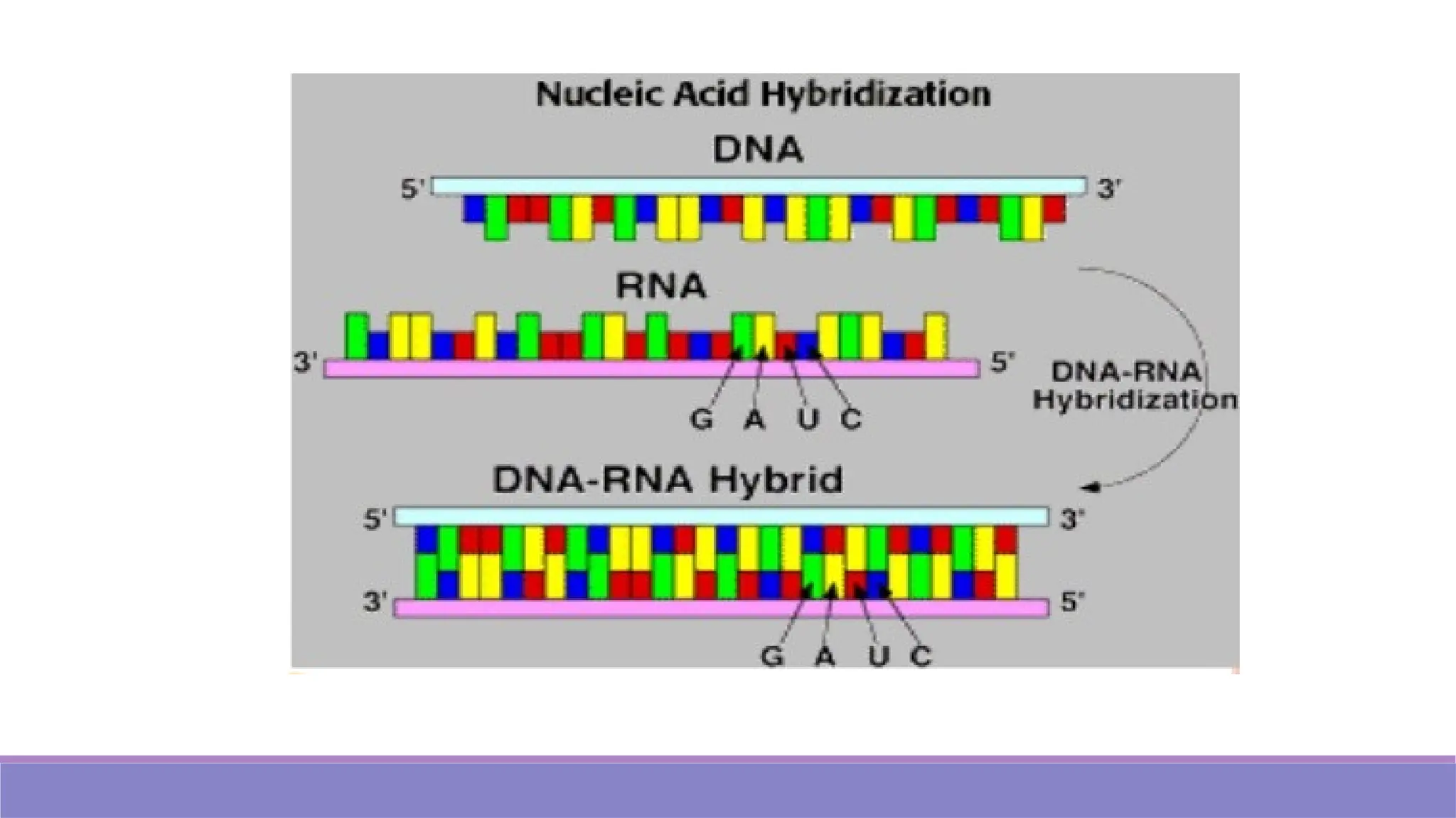 Nucleic acid hybridization.pptx molecular biology | PPTX