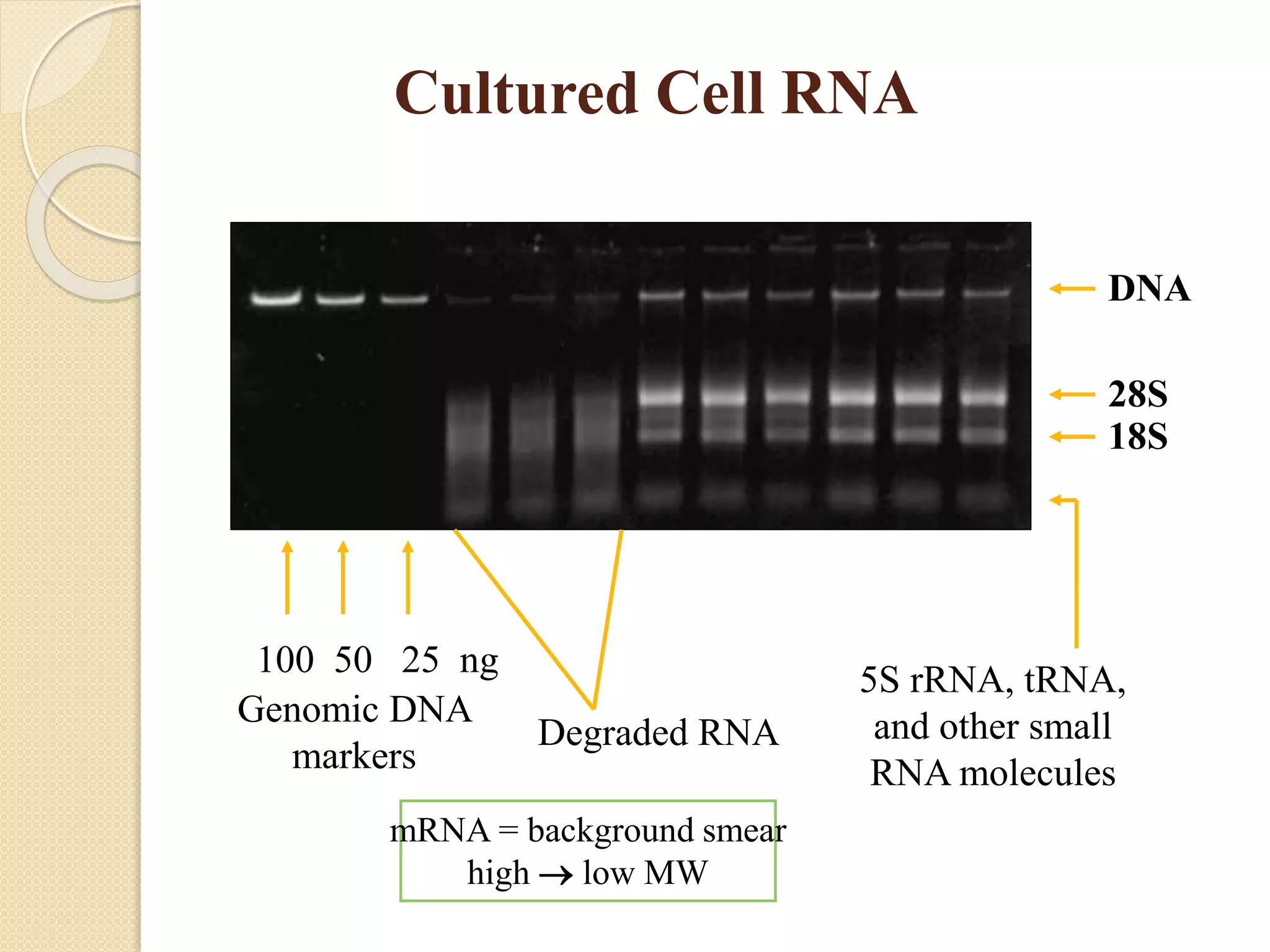 NUCLEIC ACID ISOLATION PROTOCOLS | PPTX