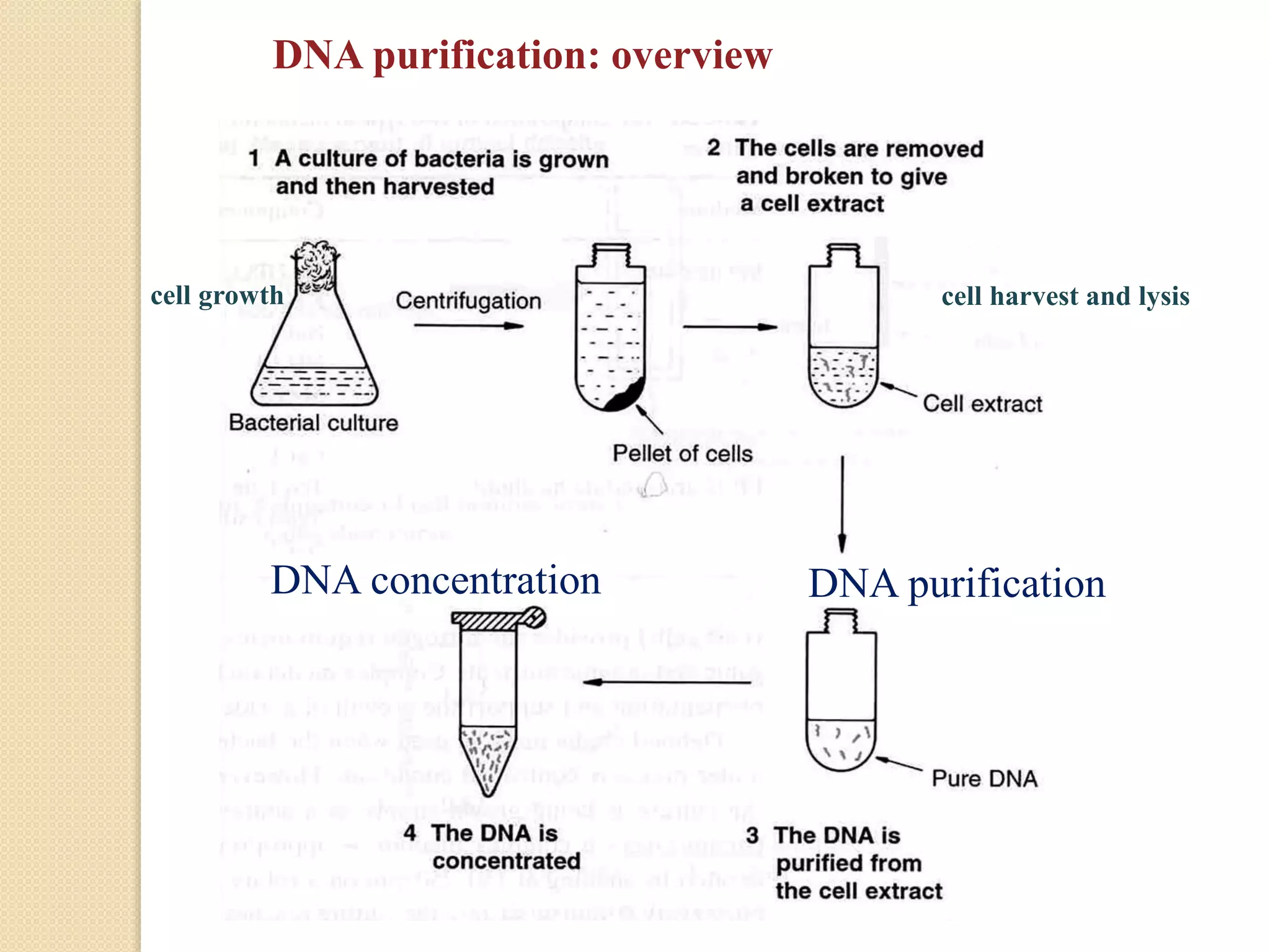 NUCLEIC ACID ISOLATION PROTOCOLS | PPTX